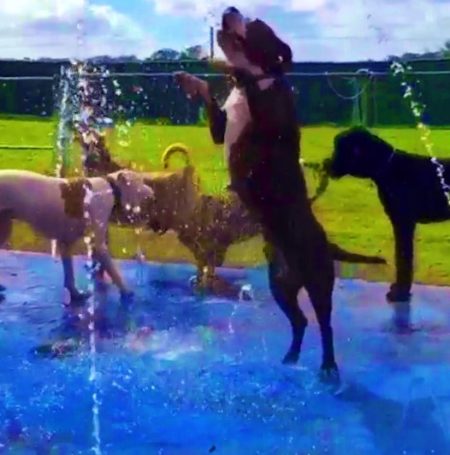 Our splash pads are for the Dogs by My Splash Pad