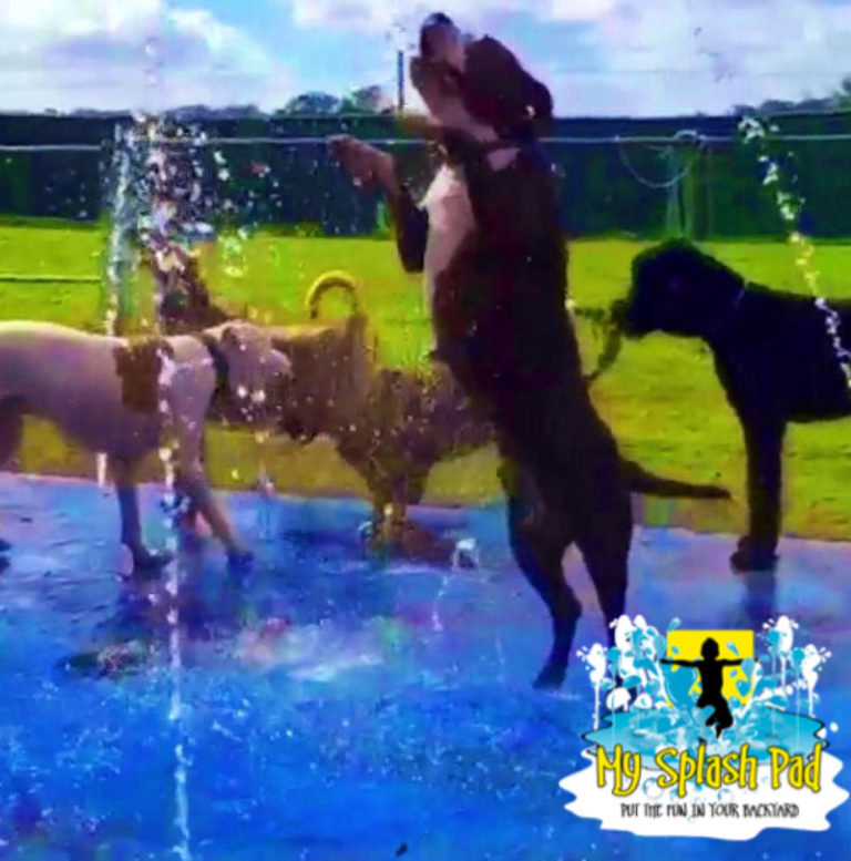 Dog Bowl Portable Water Play Features for Your Splash Pad