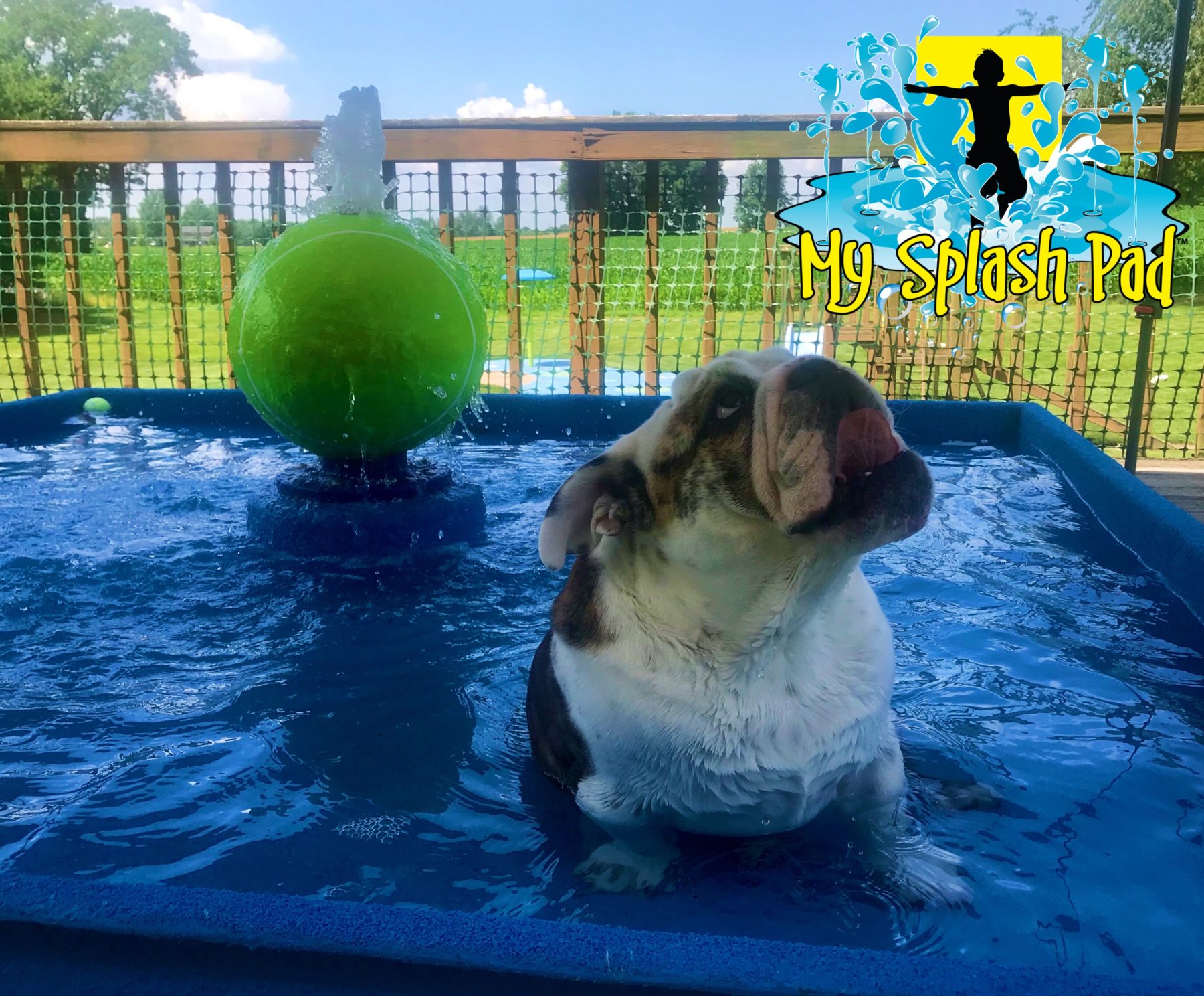 Dog Wading Pool Water Play Features