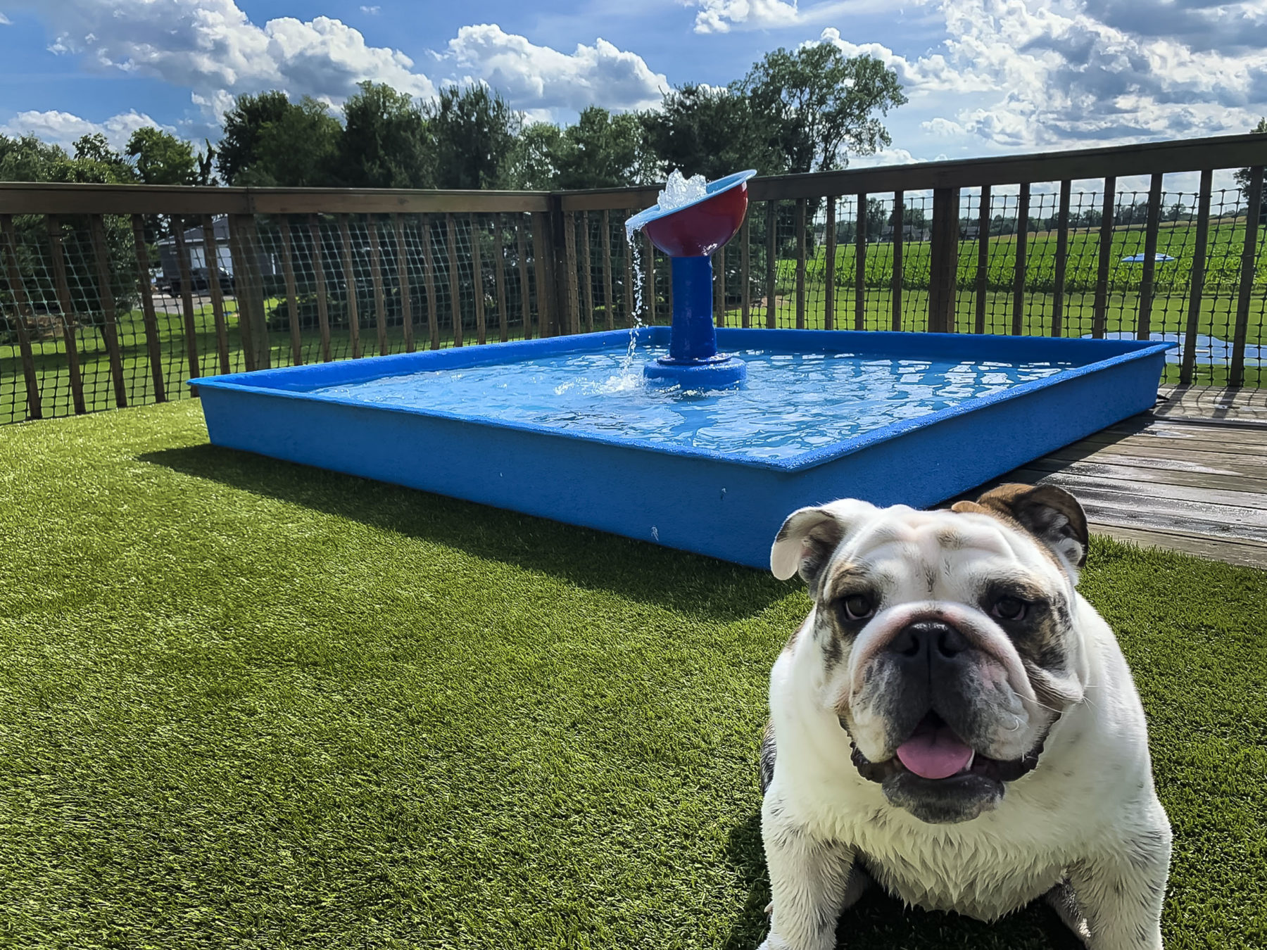 Dog Wading Pool Water Play Features