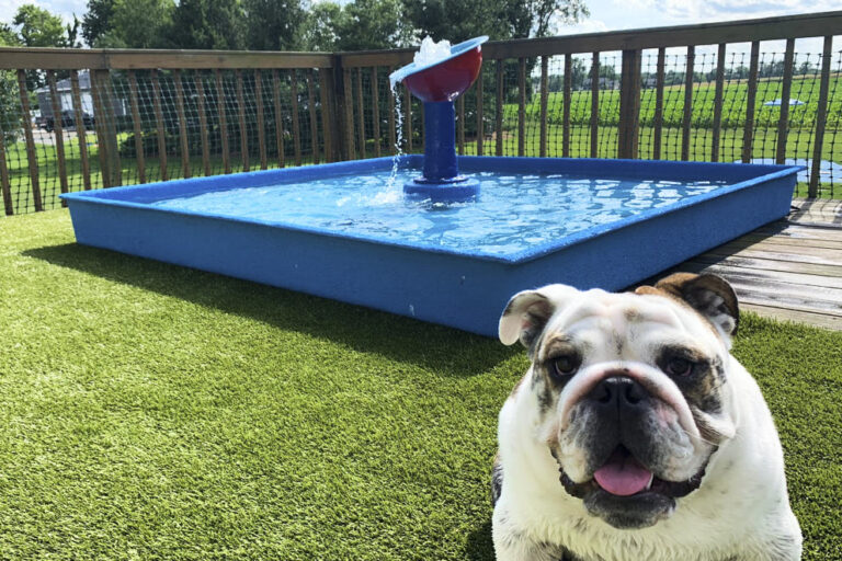 Dog Water Park Manufacturer and Installer