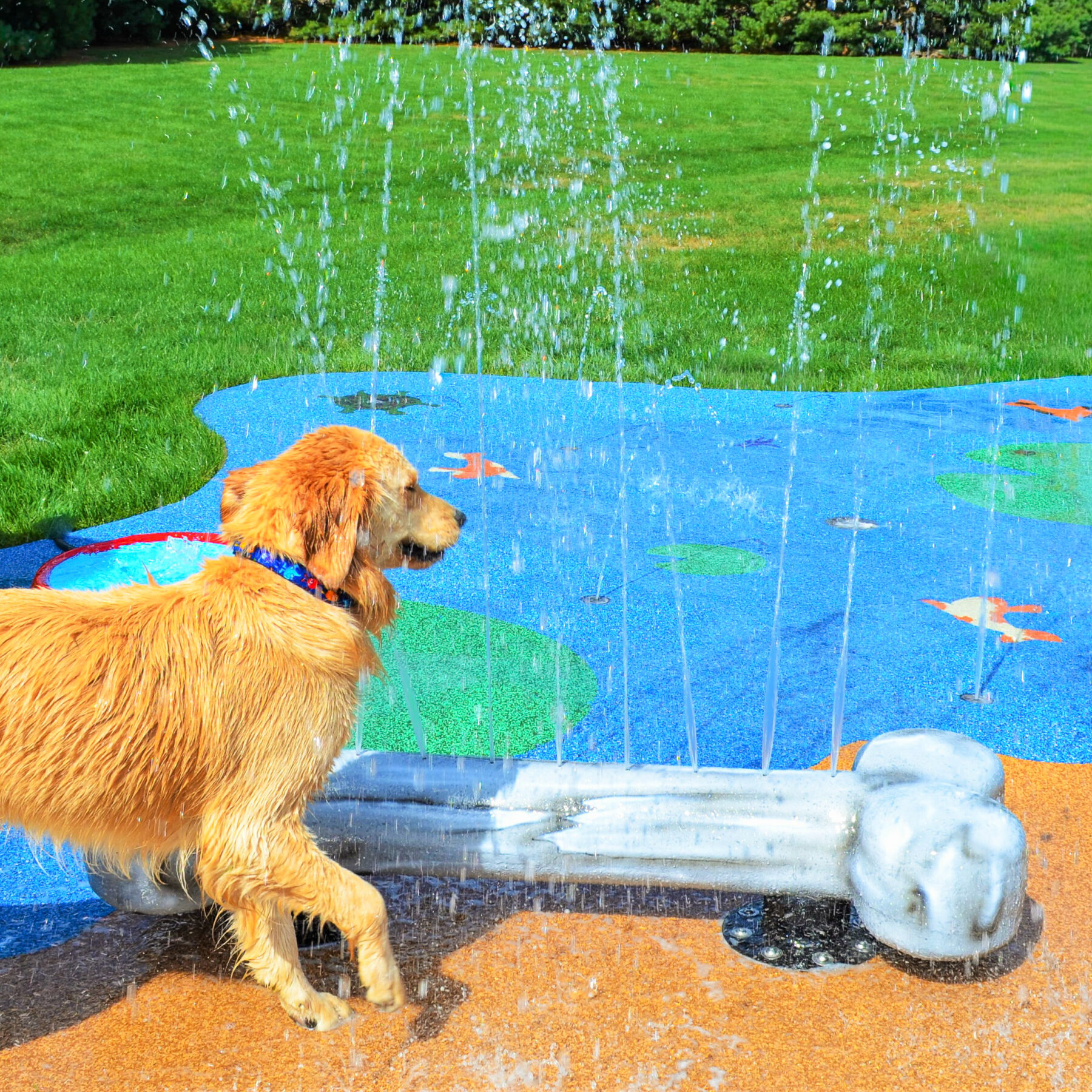 Dog Water Park Manufacturer and Installer