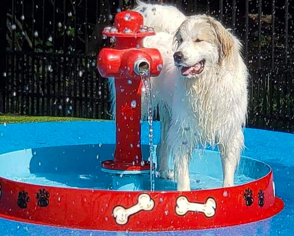 Dog Bowl with Hydrant Water Play Feature by My Splash Pad