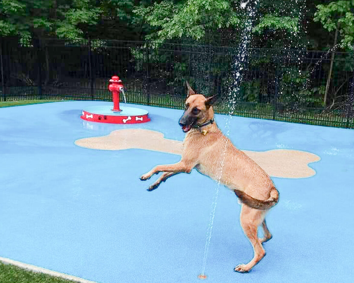 Dog Bowl with Hydrant Water Play Feature by My Splash Pad